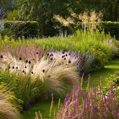 Buy 4 Pack Ornamental Grass Mix - Patio & Garden Decorative Grasses at B&Q