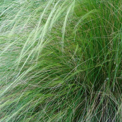 Buy 4 Pack Ornamental Grass Mix - Patio & Garden Decorative Grasses at B&Q