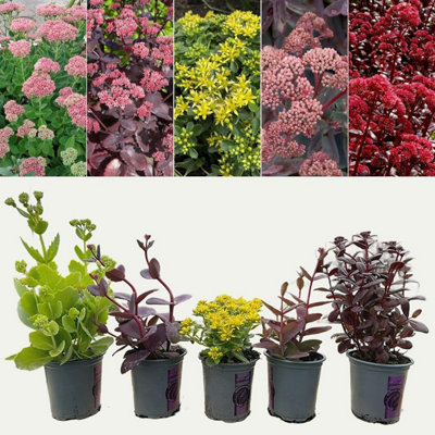 4 Sedum 'Stonecrop' Mixed Plants in 9cm Pots - Summer to Autumn ...