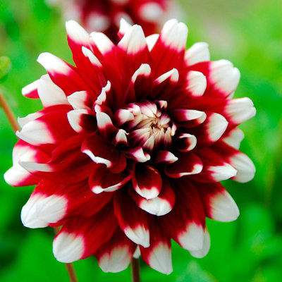 4 x Dahlia Duet Summer Bulbs - Plum White Decorative Summer Flowering ...