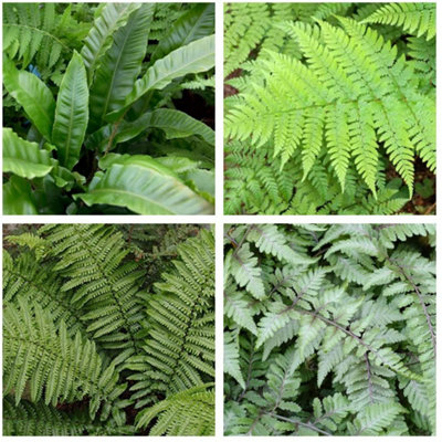4 x Fern Plant Mix in 9cm Pots - Ready to Plant Outdoor Ferns - Mixed ...