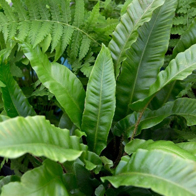 4 x Fern Plant Mix in 9cm Pots - Ready to Plant Outdoor Ferns - Mixed ...