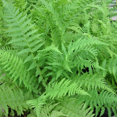 4 x Fern Plant Mix in 9cm Pots - Ready to Plant Outdoor Ferns - Mixed ...