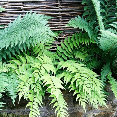 4 x Fern Plant Mix in 9cm Pots - Ready to Plant Outdoor Ferns - Mixed ...