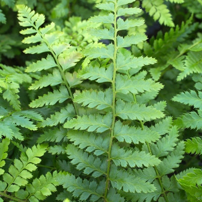 4 x Fern Plant Mix in 9cm Pots - Ready to Plant Outdoor Ferns - Mixed ...