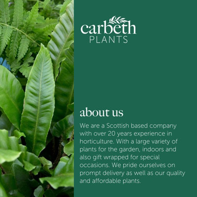 4 x Fern Plant Mix in 9cm Pots - Ready to Plant Outdoor Ferns - Mixed ...