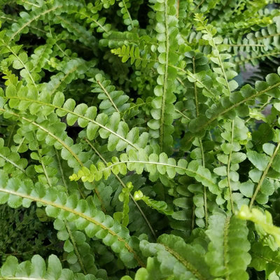 4 x Hardy Fern Plant Mix - Evergreen Outdoor Ferns - Shade Loving ...