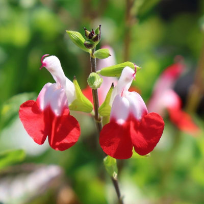 4 x Salvia 'Little Kiss' Plants - Hardy Perennials in 9cm Pots - Multi ...