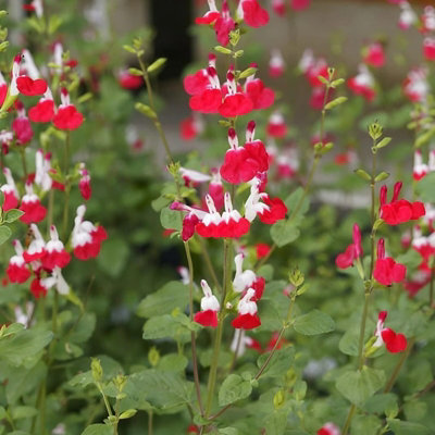 4 x Salvia 'Little Kiss' Plants - Hardy Perennials in 9cm Pots - Multi ...