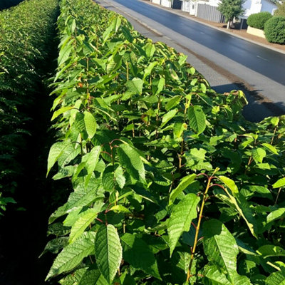 4 x Wild Cherry Bare Root Hedging - 40-60 cm Hardy Prunus avium Live ...