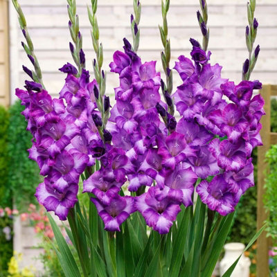 40 x Gladioli Kim Deep Purple Summer Bulbs - Gladiolus Sword Lilies ...