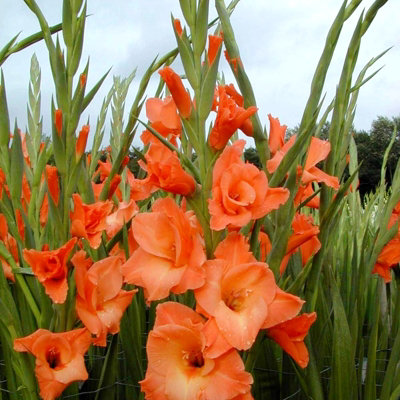 40 x Gladioli Peter Pears Summer Flowering Bulbs - Orange Gladiolus ...