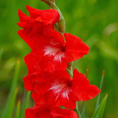 40 x Gladioli Traderhorn Red Summer Bulbs - Gladiolus Sword Lilies ...