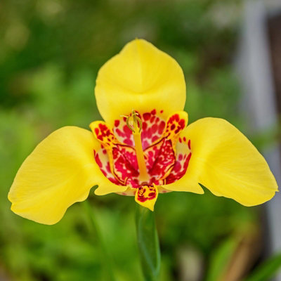 40 x Tigridia Pavonia Yellow Summer Bulbs - Peacock Tiger Flower ...
