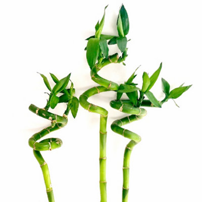 40cm Lucky Bamboo - Indoor Spiral Stems for Home Office, Kitchen ...