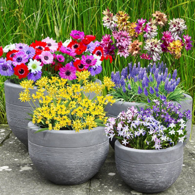 425 Bumper Spring Flowering Bulb Collection - 5 varieties including ...