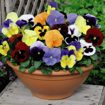 48 Pansy Most Scented Mix Plants - Winter Flowering | DIY at B&Q