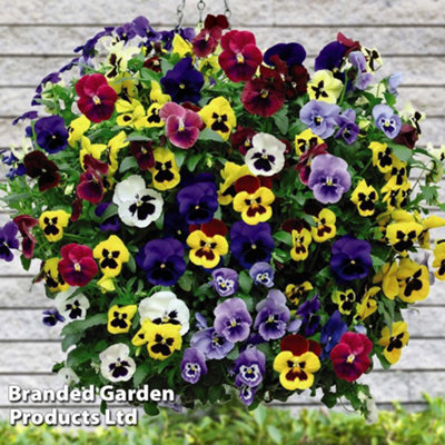 48 Pansy Universal Winter Flowering Mix Plants - Winter Flowering