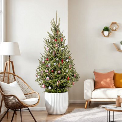4ft Fraser Fir Pot Grown Christmas Tree - Real Living Potted Plant