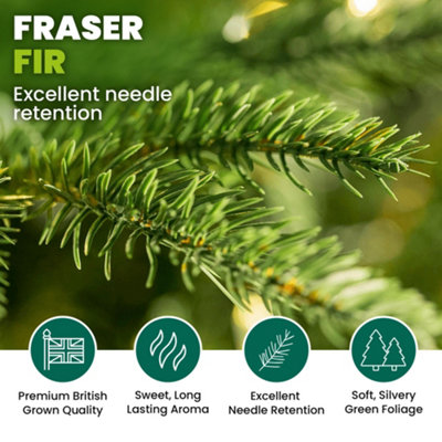 4ft Fresh Cut Fraser Fir Christmas Tree Real Live Fresh Seasonal Xmas ...