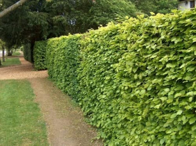 4ft Green Beech (Fagus Sylvatica) Semi-Evergreen Bare Root Hedging ...