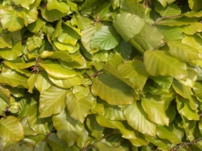 4ft Green Beech (Fagus Sylvatica) Semi-Evergreen Bare Root Hedging ...