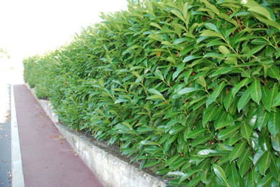 4ft Laurel (Prunus Laurocerasus) Large Multi-stemmed Bushy Bare Root ...