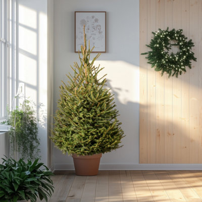 4ft Norway Spruce Pot Grown Christmas Tree - Real Living Potted Plant