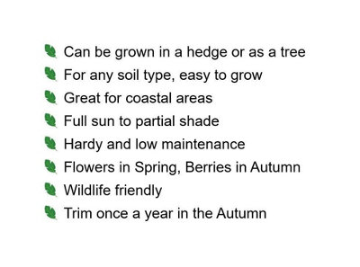 4ft Rowan (Sorbus Acuparia) Mountain Ash Native Hedge Plants Bare Root ...