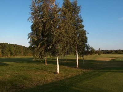 4ft Silver Birch (Betula Pendula) Field Grown Hedging Plants Tree ...