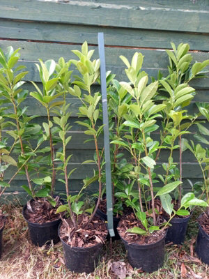 5 Cherry Laurel Hedge Plants Fast Growing Evergreen Hedging 2-3ft Tall ...