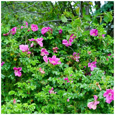 5 Common Wild Rose Hedging 30-50cm Plants,Keep Burglars Out, Rosa ...