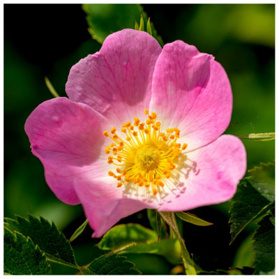 5 Dog Rose Hedging Plants 30-50cm Rosa Canina, Make Healthy Rose Hip ...