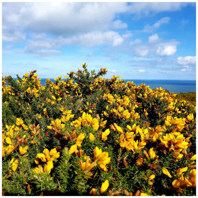 5 Gorse Hedging Bush,Prickly Furze Plant,Fragrant Yellow Whin Evergreen ...