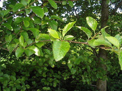 5 Grey Alder Trees, Alnus Incana 30-50cm Hedging 3FATPIGS