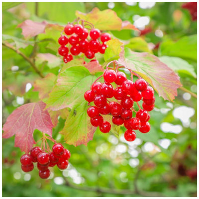 5 Guelder Rose Hedging Plants Viburnum Opulus Native Hedge,Flowers ...