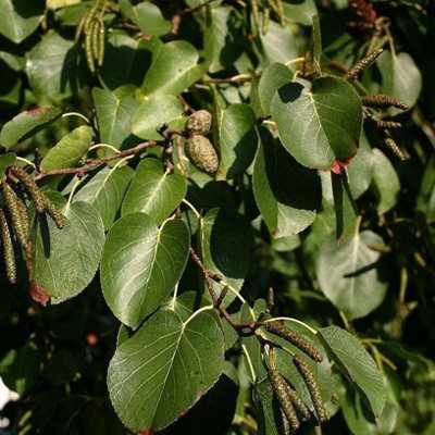 5 Italian Alder Hedging 2-3ft ,Alnus Cordata Trees.Very Quick Wind ...