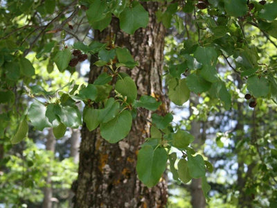 5 Italian Alder Hedging 2-3ft ,Alnus Cordata Trees.Very Quick Wind ...