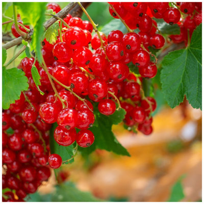 5 'Jonkheer van tets' Redcurrant / Ribes Rubrum Jonkheer van Tets ...