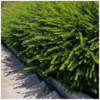 5 Lonicera Nitida Hedging Box Honeysuckle Tree Plants, 40-60cm Tall ...