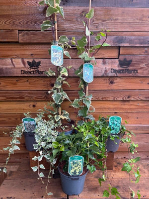 5 Mixed Extra Large Evergreen Climbing Ivy in 2/3 Litre Pots By Direct ...