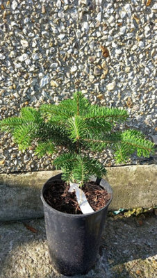 5 Nordmann Fir Hedge Plants Christmas Tree Sapling 25-30cm Tall Potted