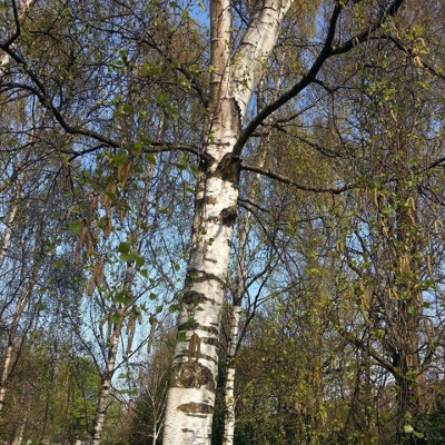 5 Silver Birch Native Trees 3-4ft Hedges Betula Pendula,2 Yr Old ...