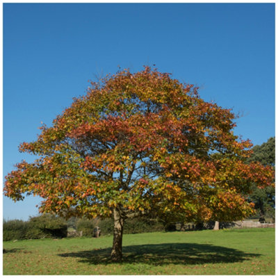 5 Sycamore Maple Trees, 40-60cm Acer Pseudoplatanus Hedge,Stunning ...
