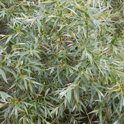 5 White Willow 3-4ft,Salix Alba Hedging Plants, Quick Growing Screen ...
