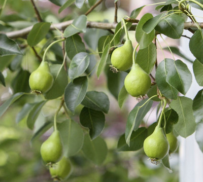 5 Wild Pear Tree 1-2ft,pyrus Communis Hedging 40-60cm Strong Native 