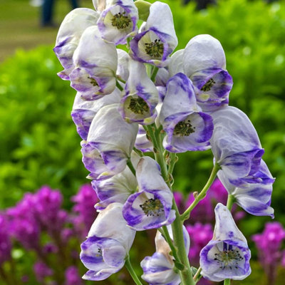 5 x Aconitum Cloudy Bare Root Monkshood Perennial Plants - Hardy Summer ...