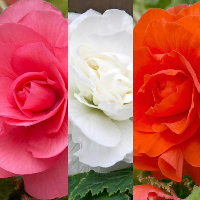 5 x Begonia Double Pastel Mix Summer Tubers - Large Headed Flowering ...