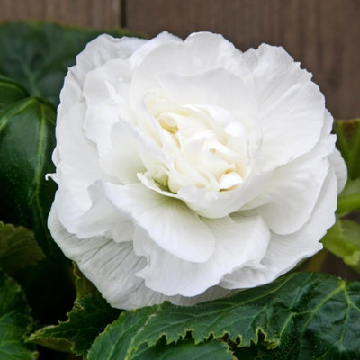 5 x Begonia Double White Summer Tubers - Long Flowering Season ...