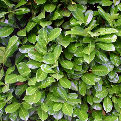 5 x Cherry Laurel Hedging Bare Root Plants - 60-80cm Evergreen Foliaged ...